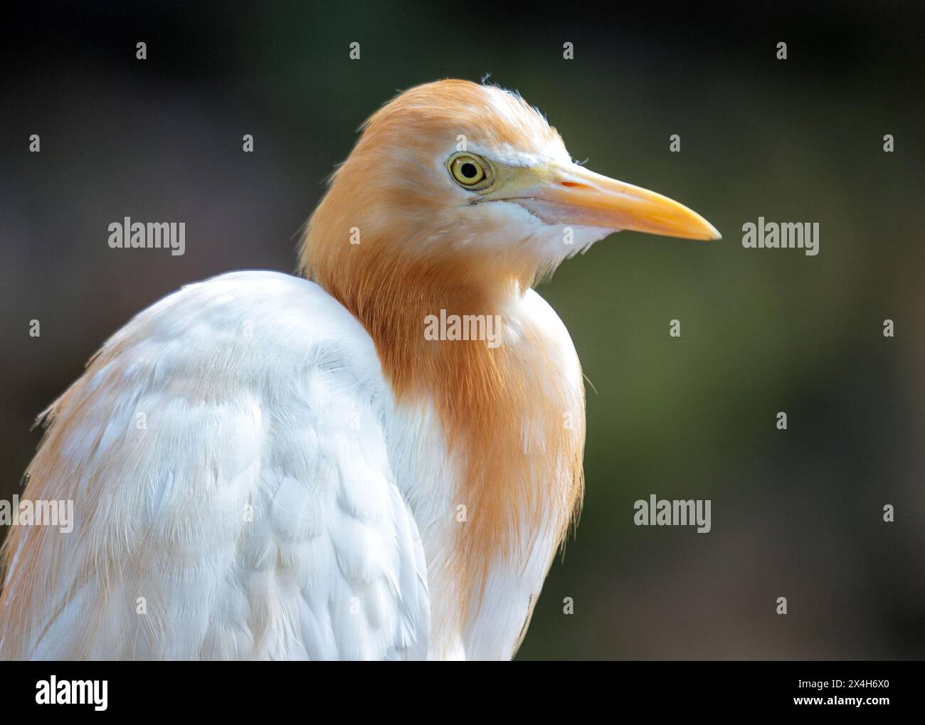 Elegant white bird with yellow bill & slender legs. Follows grazing ...