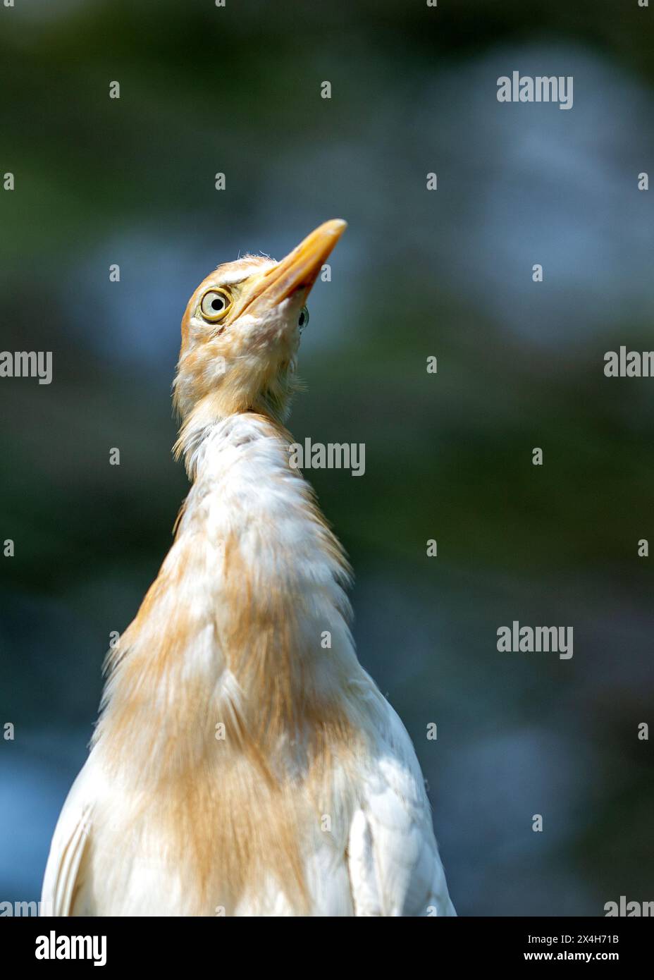 Elegant white bird with yellow bill & slender legs. Follows grazing ...