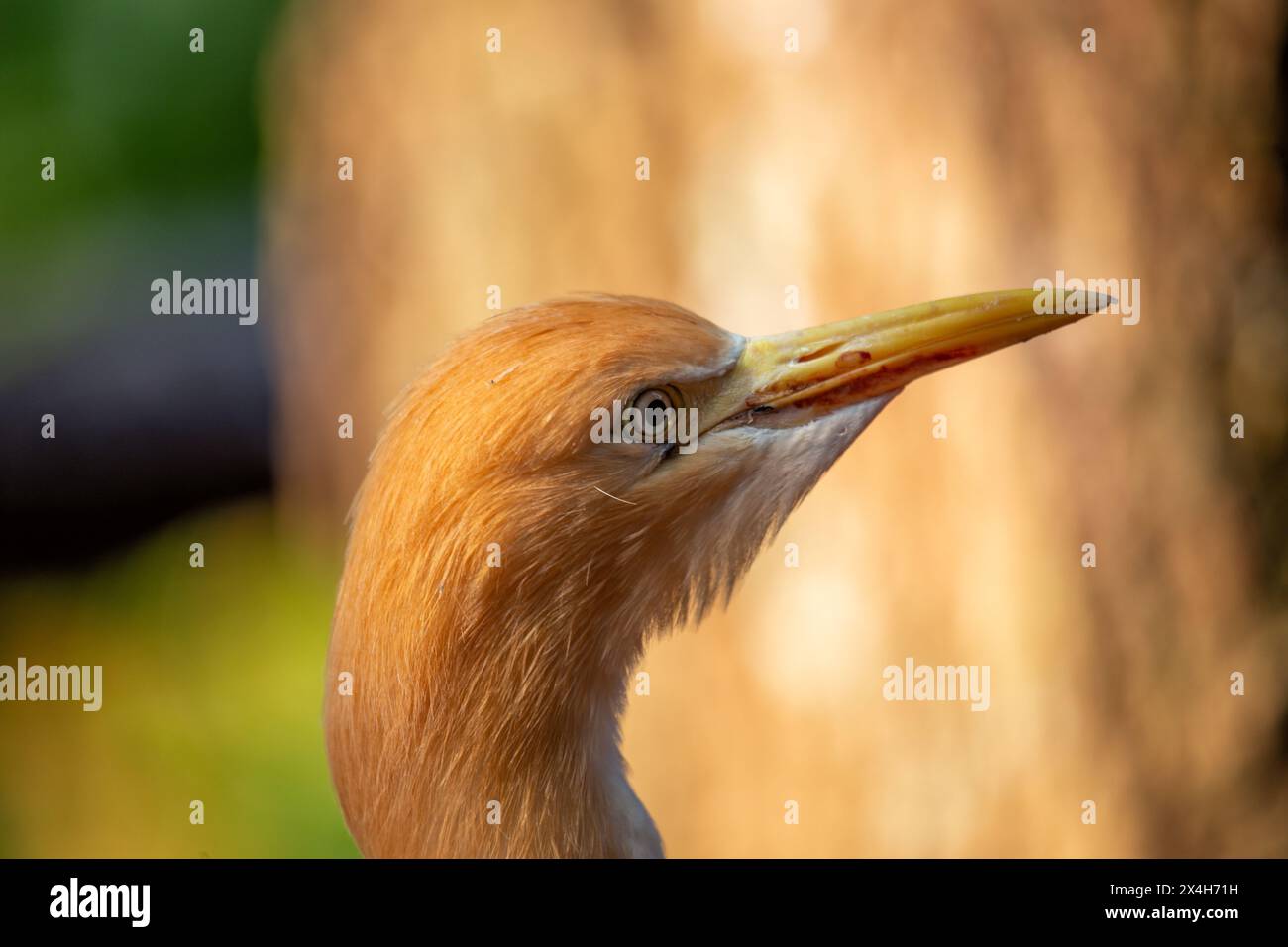Elegant white bird with yellow bill & slender legs. Follows grazing ...