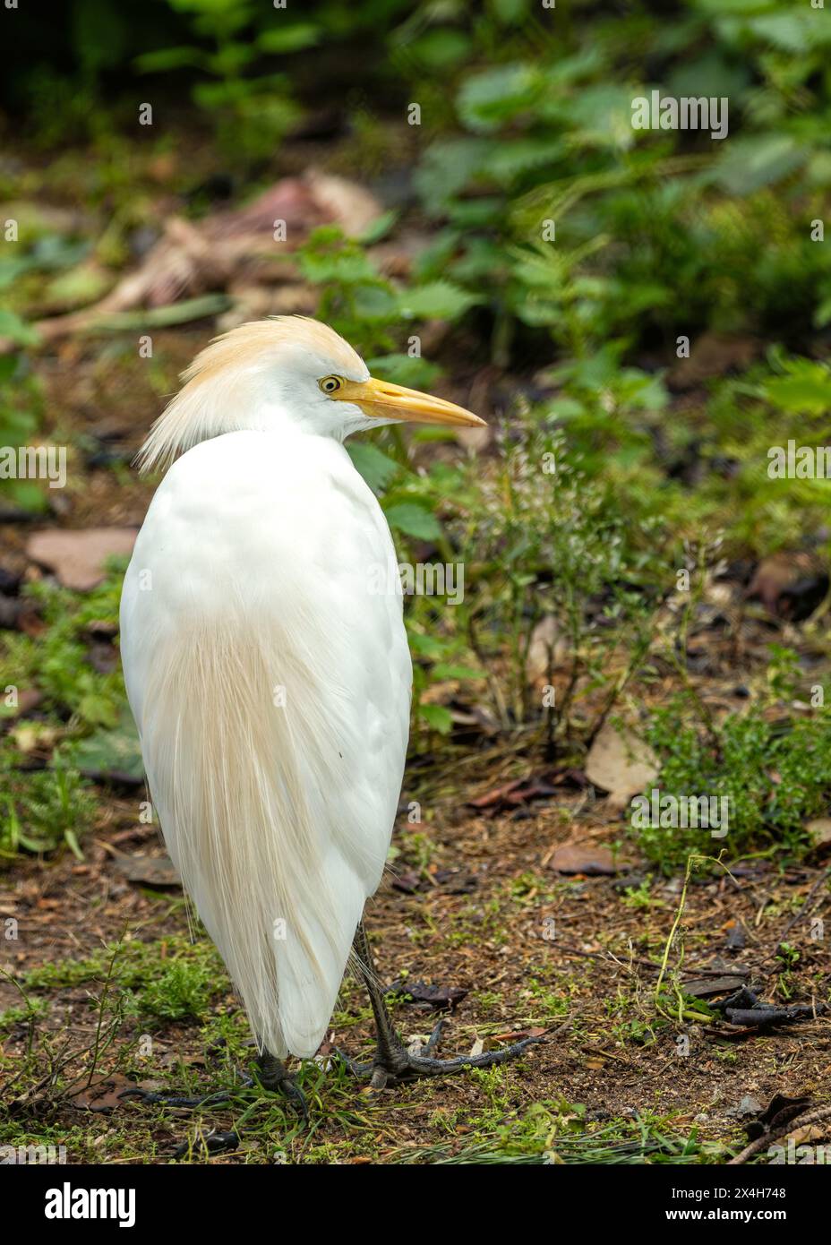 Elegant white bird with yellow bill & slender legs. Follows grazing ...
