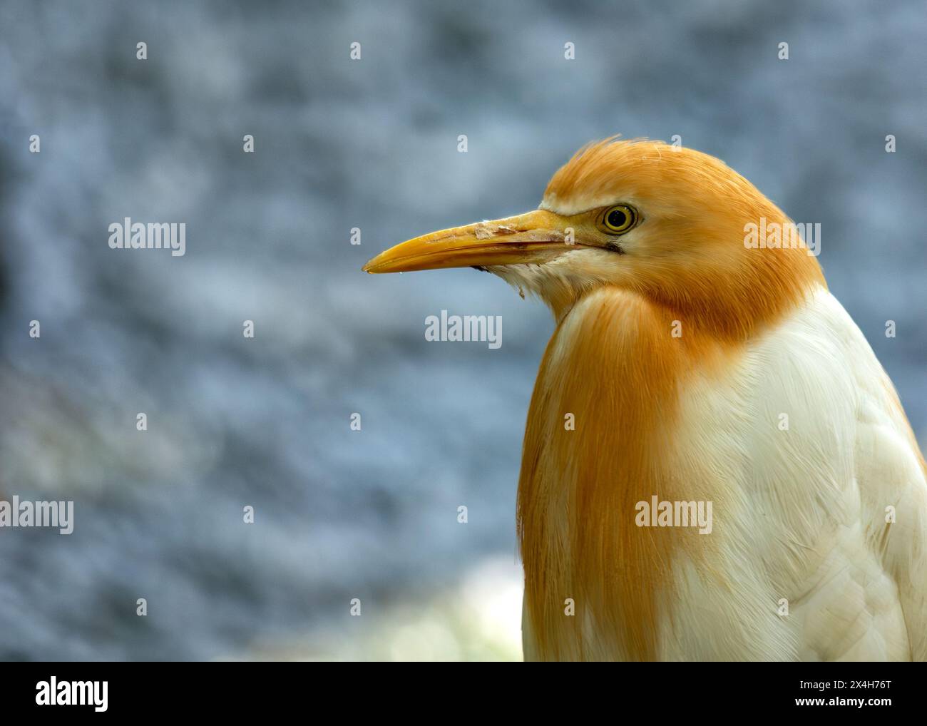 Elegant white bird with yellow bill & slender legs. Follows grazing ...