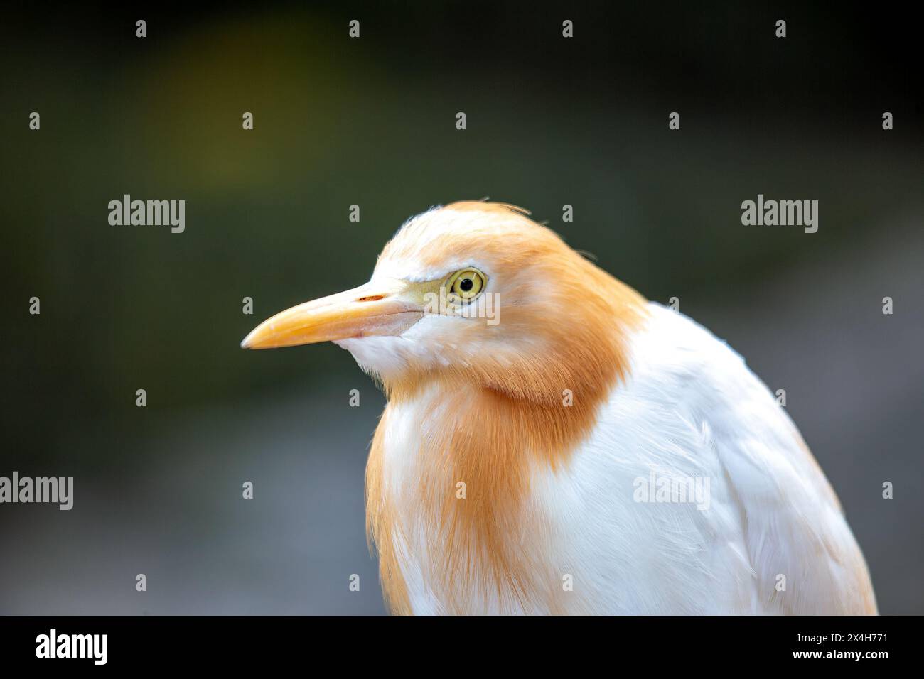 Elegant white bird with yellow bill & slender legs. Follows grazing ...