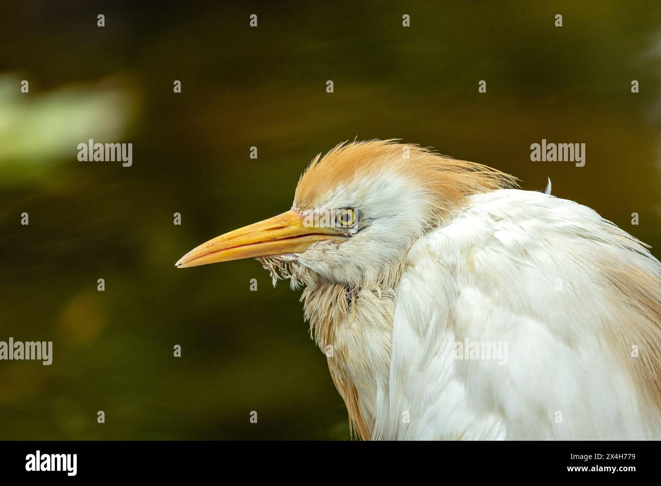 Slender legs hi-res stock photography and images - Alamy