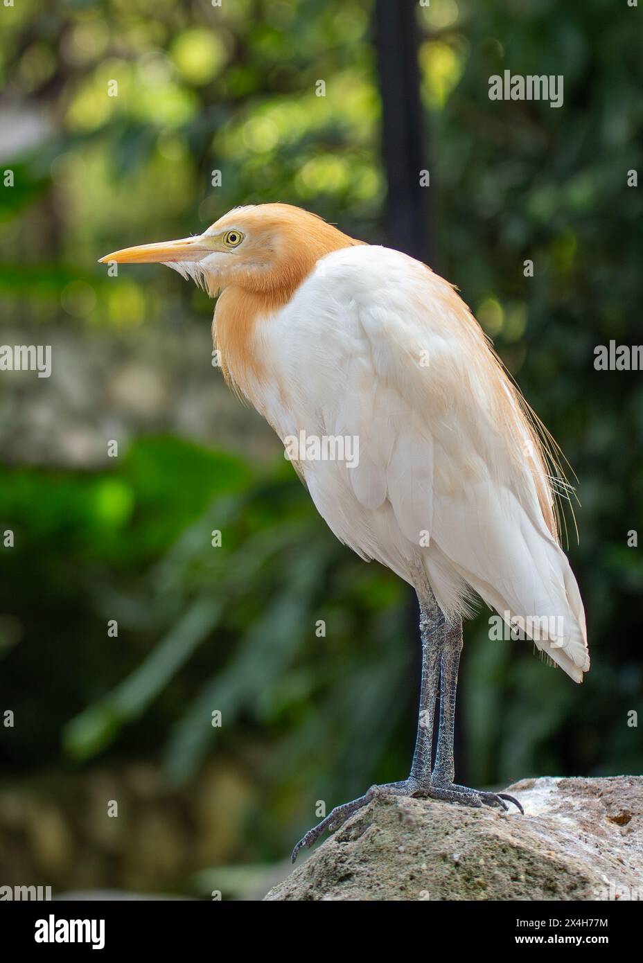 Warm regions worldwide hi-res stock photography and images - Alamy