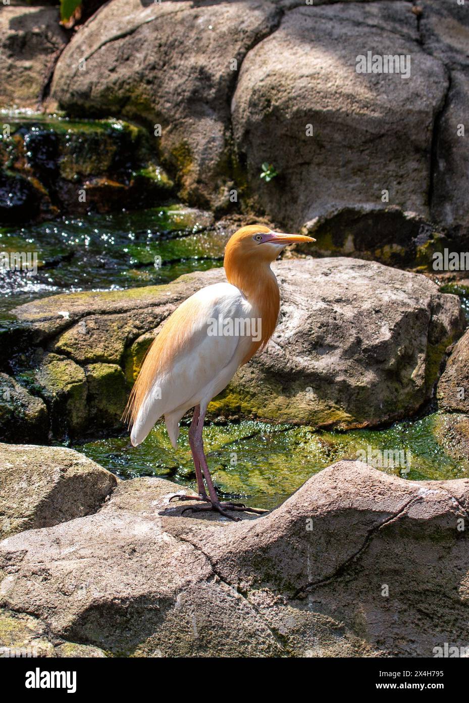 Elegant white bird with yellow bill & slender legs. Follows grazing ...