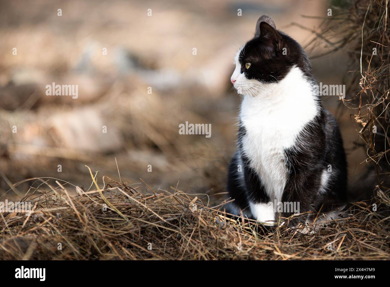 Cute domestic black and white cat sitting on the hay and watching the ...