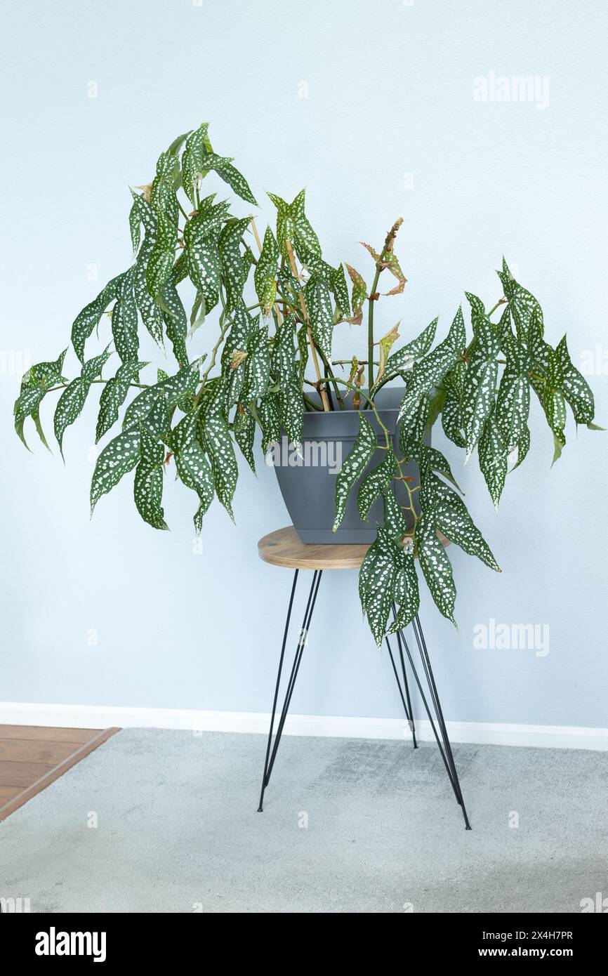 A large, thriving, healthy begonia 'my special angel' angel wing ...