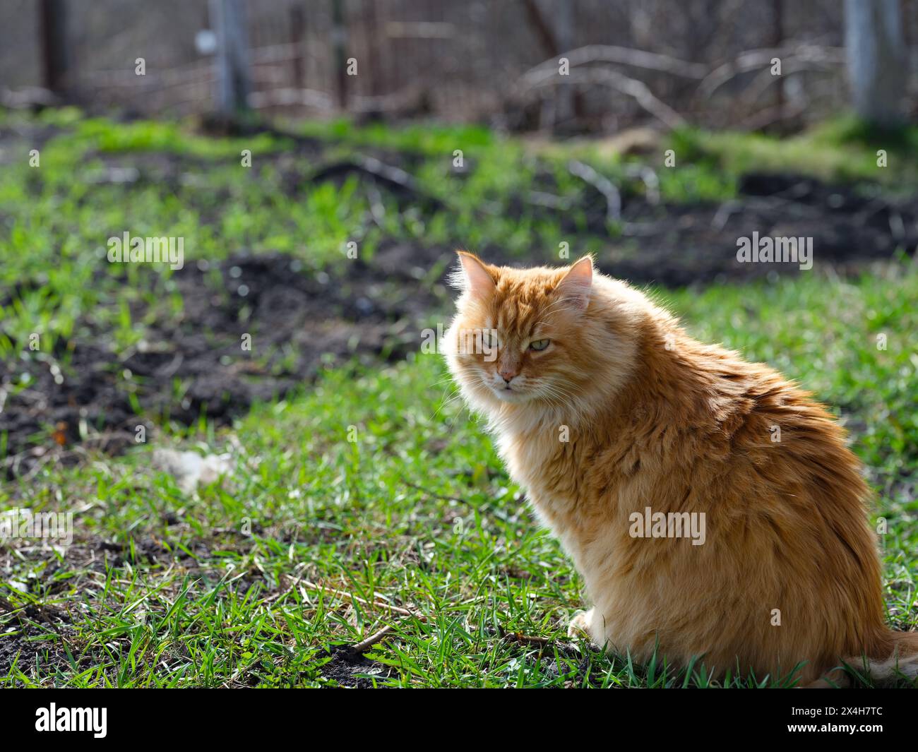 A ginger cat seating outdoors. Springtime Stock Photo - Alamy
