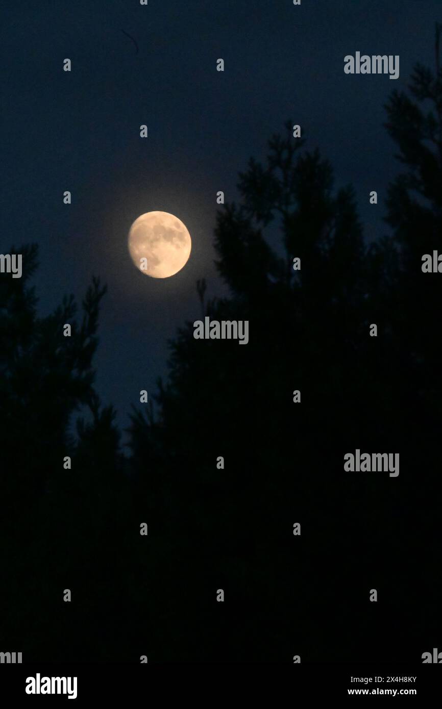a full moon rises above silhouetted trees, illuminating the night with ...