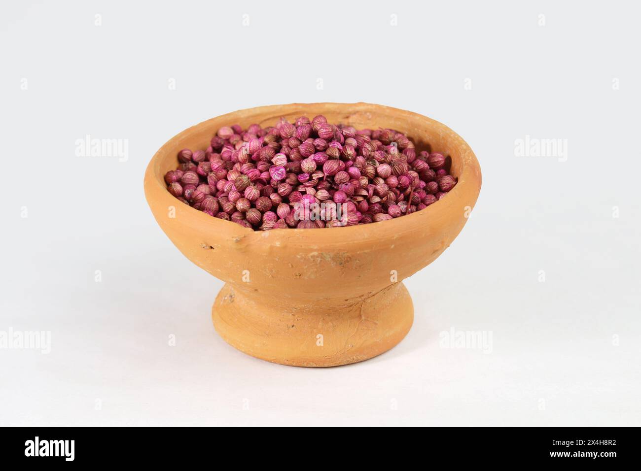 Seeds of Hybrid Coriander Leaf Rich Coriandrum Sativum Chinese Parsley ...