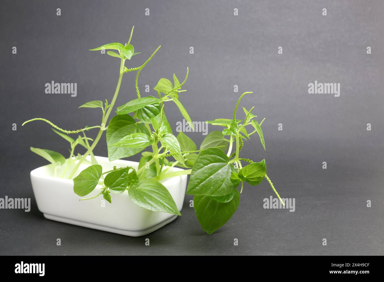 Peperomia pellucida on black background. also known by pepper elder ...