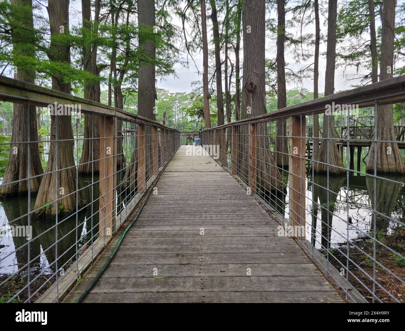 Walkway and boat dock surrounded by old bald cypress trees located at ...
