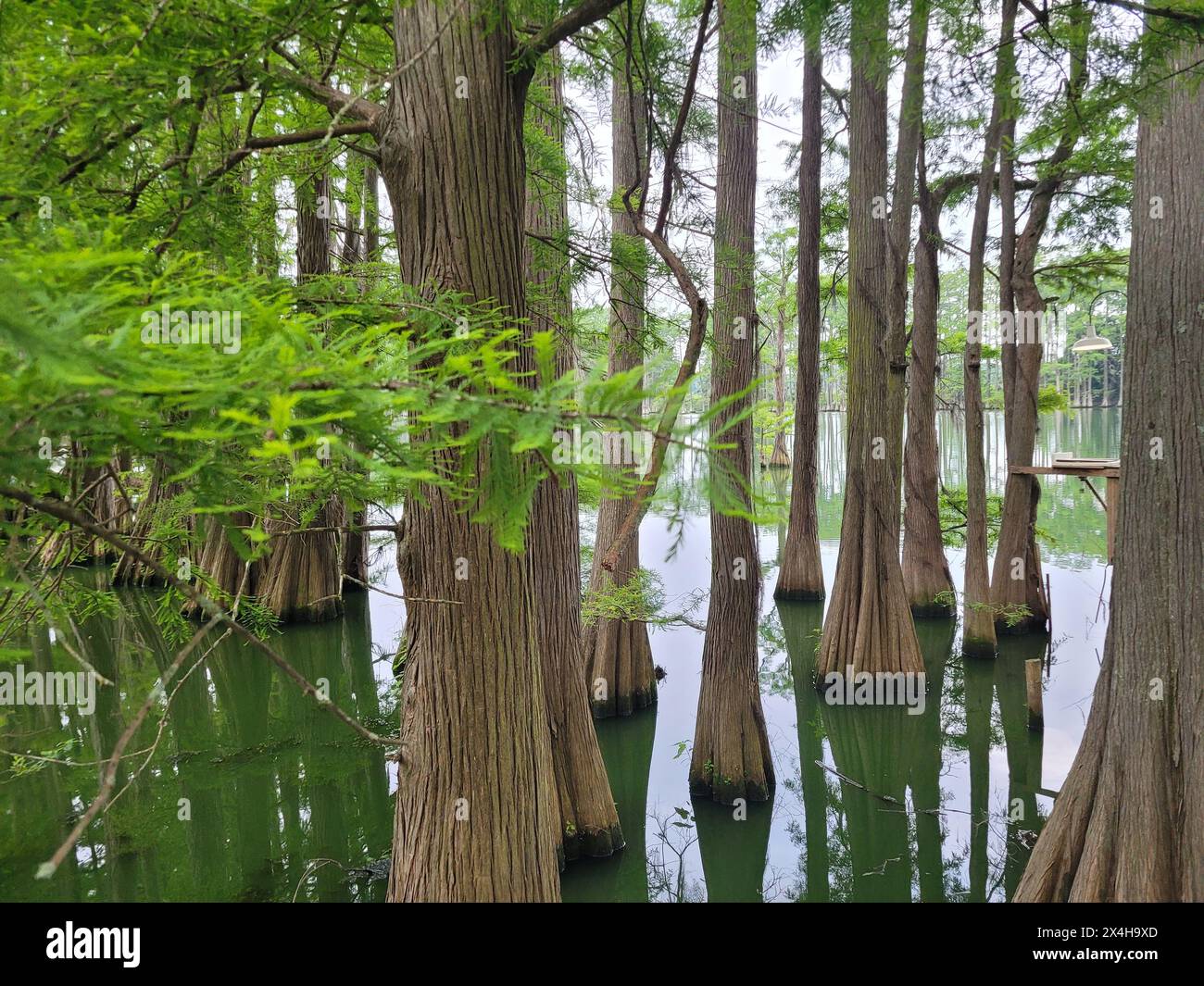 Mature Bald Cypress trees in water at Lake Enterprise Arkansas with ...