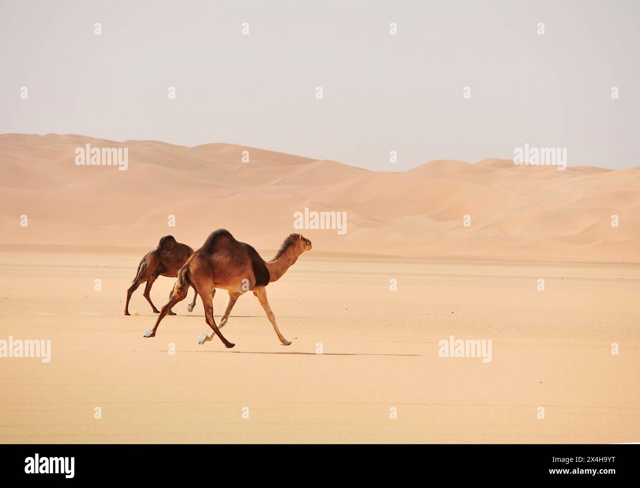DESERT - CAMEL - CLIMATE - CONCEPT OF PHYSICAL ENDURANCE. Camels ...