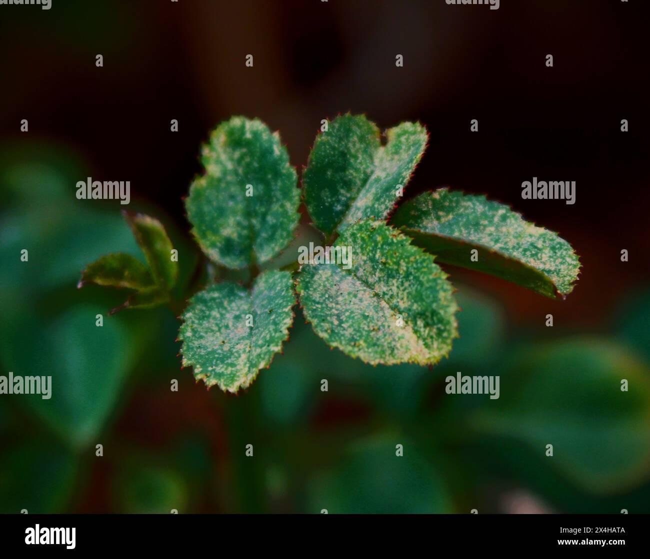 Spider mites hi-res stock photography and images - Alamy