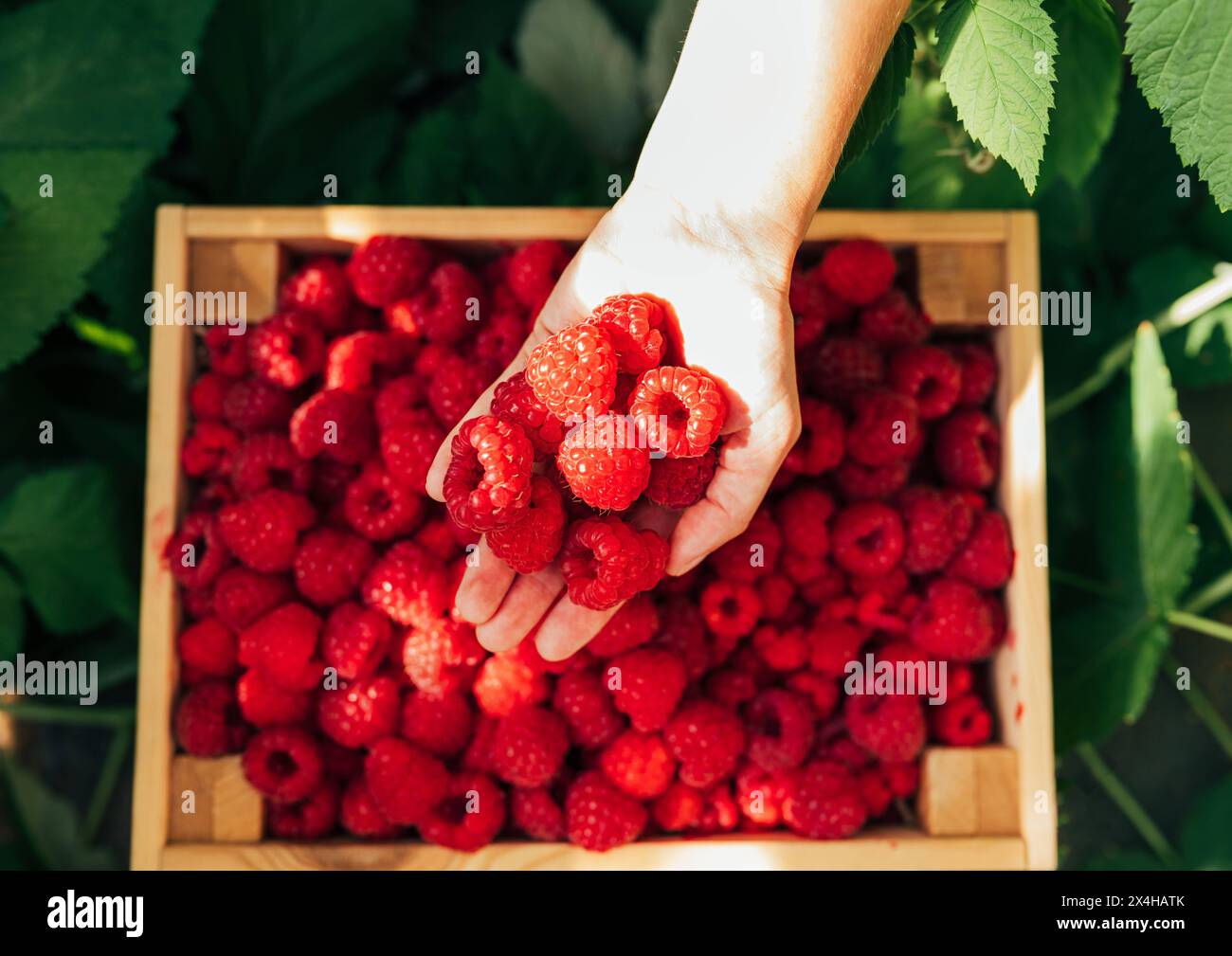 Shot from above on a female hand holding a raspberry above a box full ...