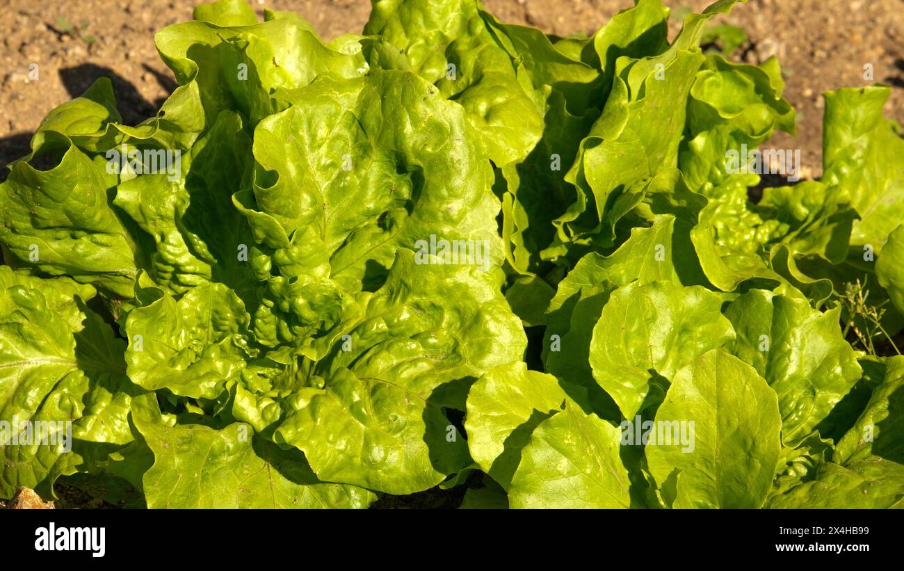 Close up organic curly lettuce on the soil. Organic vegetable growing ...