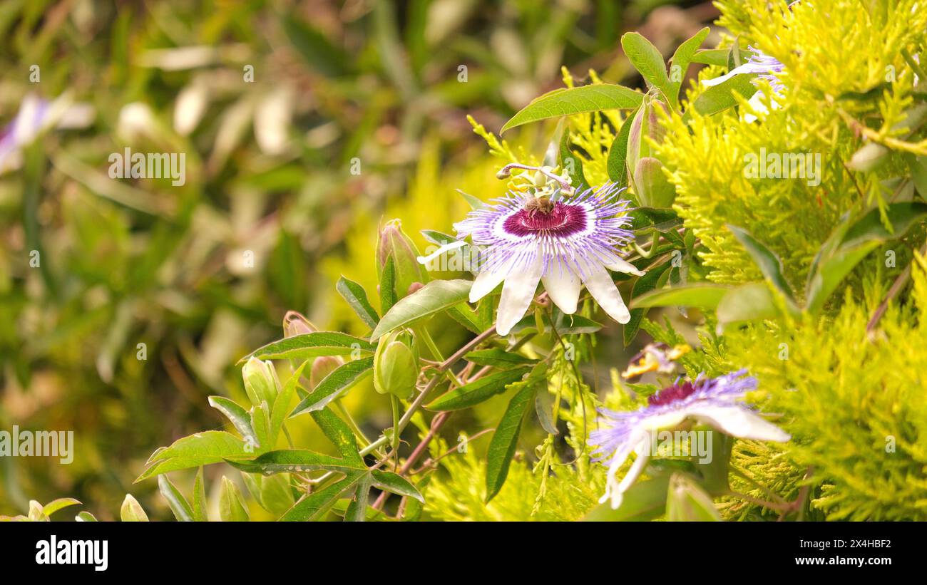 Purple Passifloraceae tree with green leaves. Tropical passion flowers ...