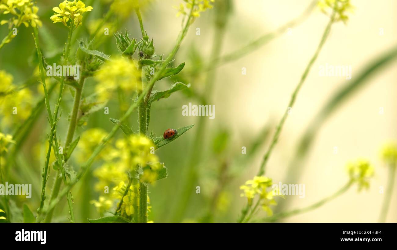 Seven-spotted ladybug (Coccinella septempunctata) on the top of green ...