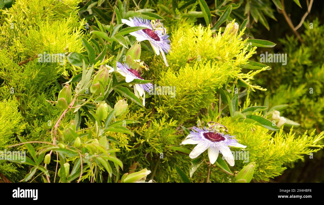 Purple Passifloraceae tree with green leaves. Tropical passion flowers ...
