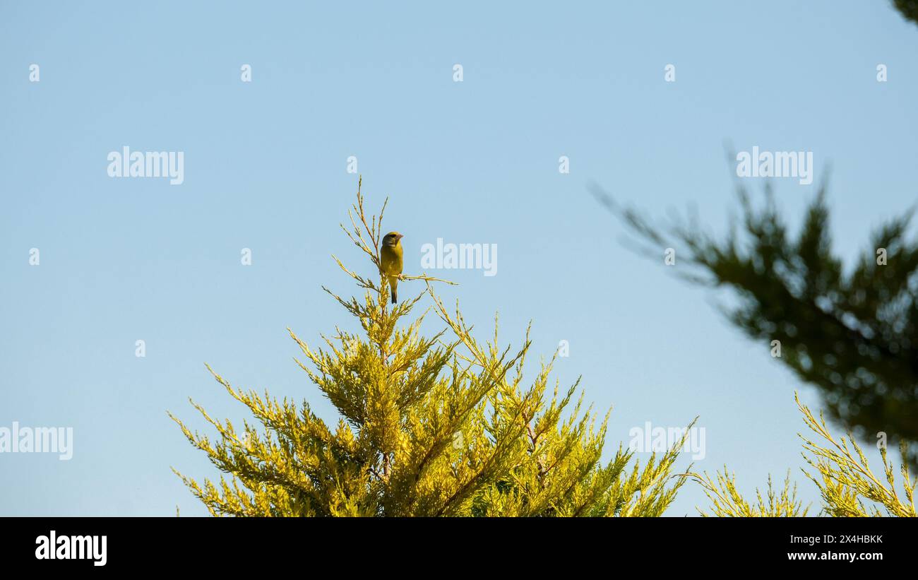 A small bird perched at the top of a green tree against a clear blue ...