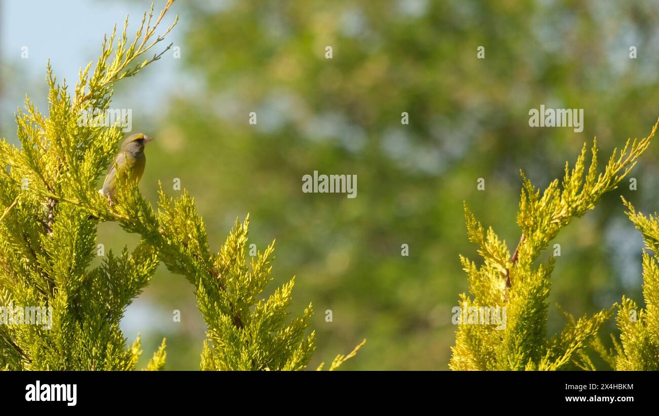 A small bird perched at the top of a green tree against a clear blue ...