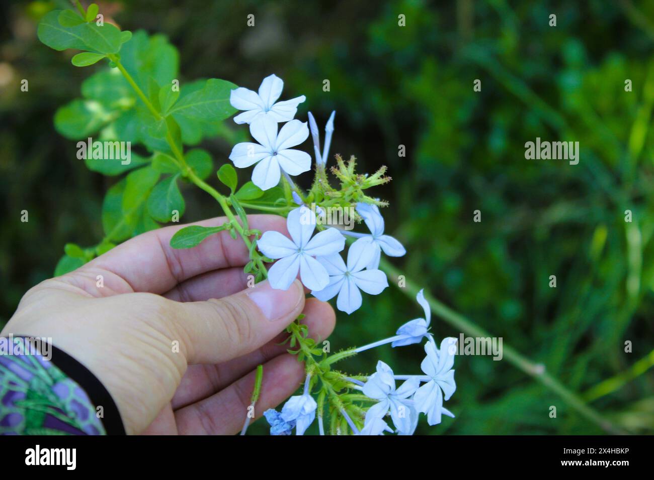 Blue Jasmine, Plant part, outdoor plants, gardens and parks of Amman ...