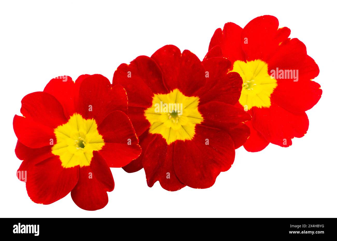 primrose isolated on white background Stock Photo - Alamy