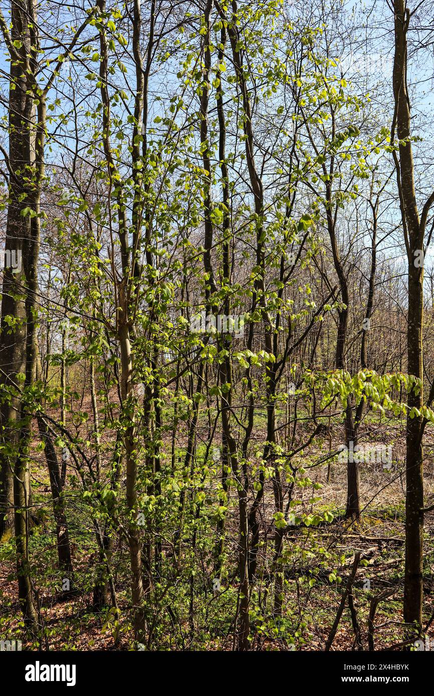 Spring in Skåne, Sweden Stock Photo - Alamy