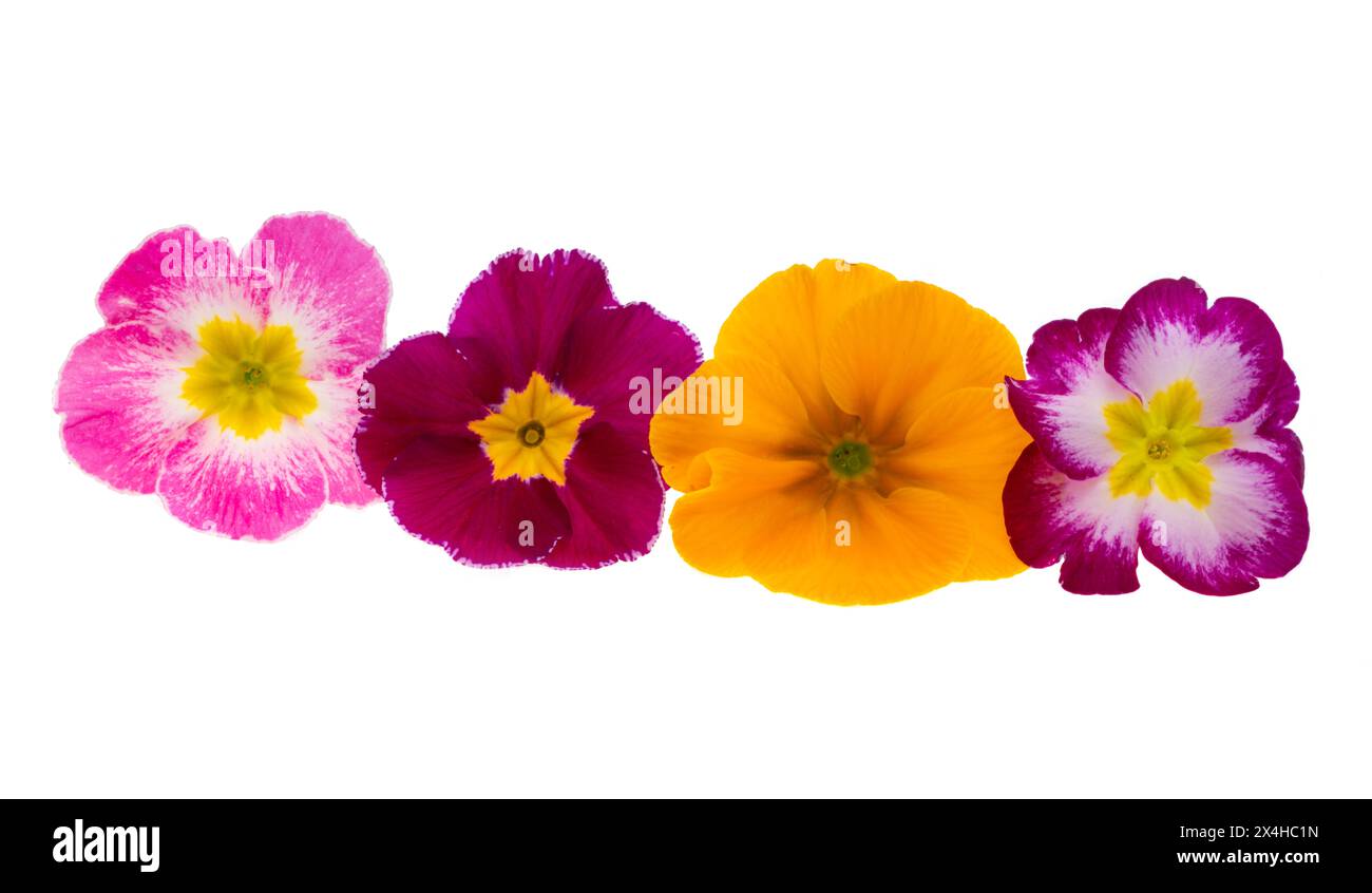 Primrose isolated on white hi-res stock photography and images - Alamy