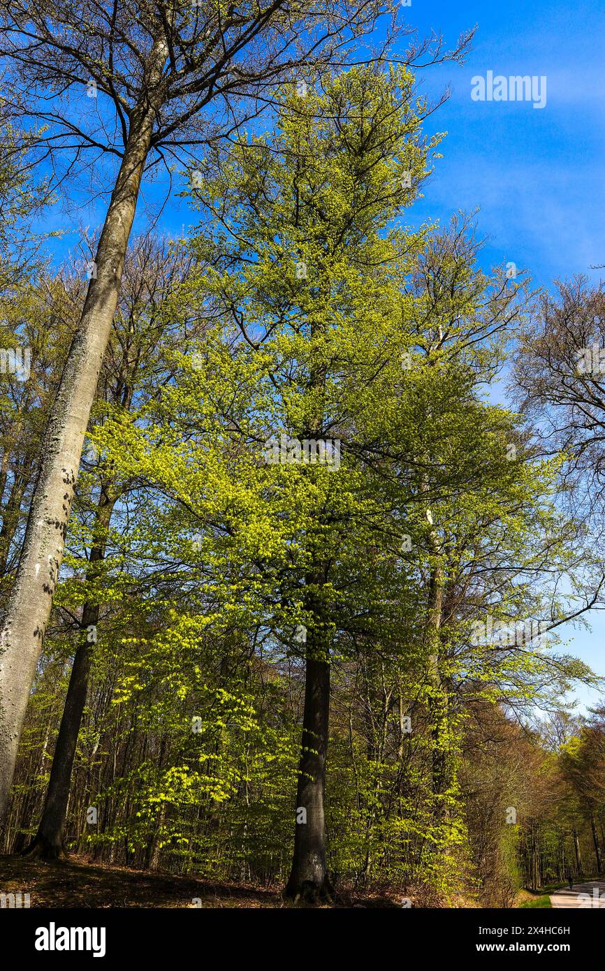 Spring in Skåne, Sweden Stock Photo - Alamy