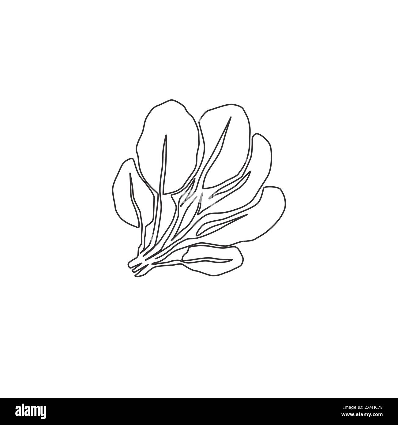 One single line drawing whole healthy organic green spinach leaves for ...