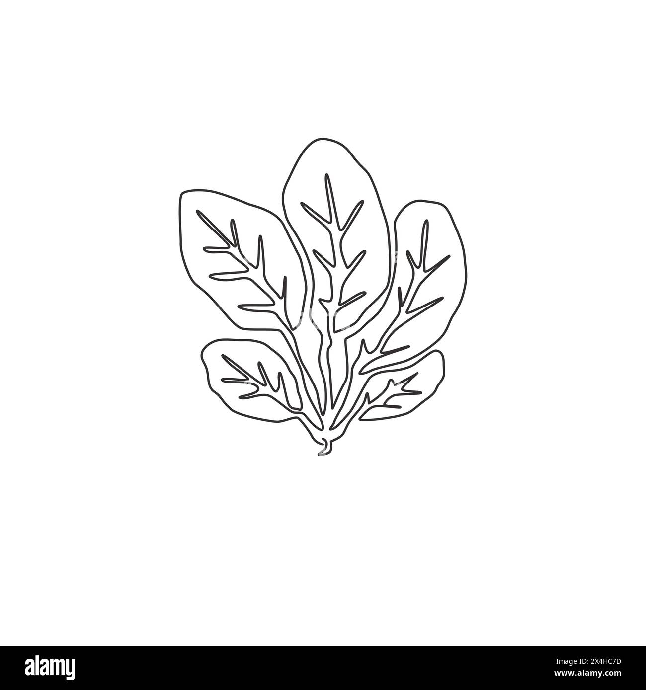 Single continuous line drawing of whole healthy organic green spinach ...