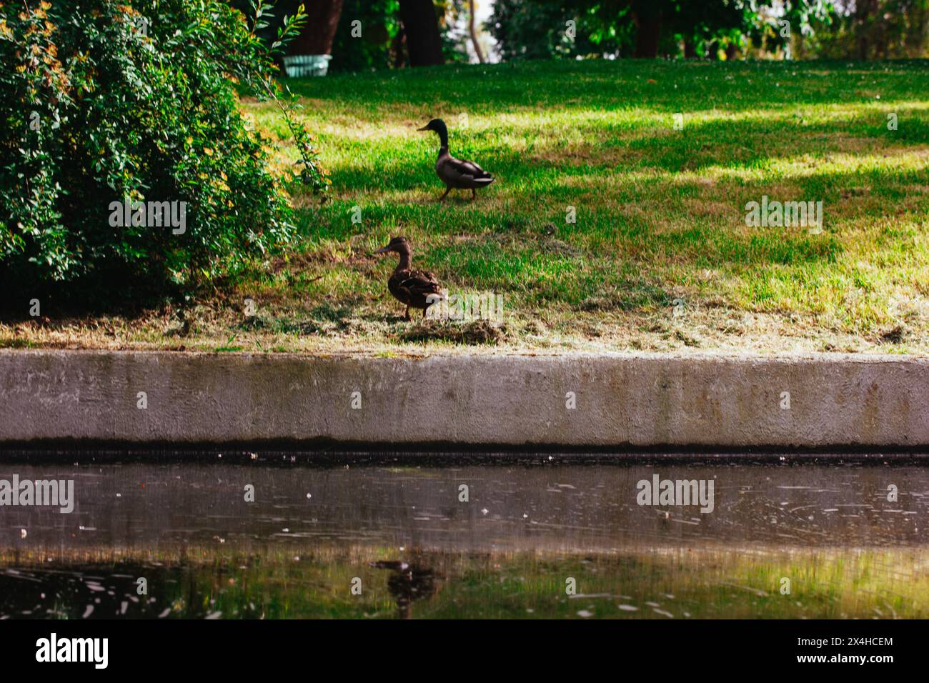 Ducks on lake artificial waterfall hi-res stock photography and images ...