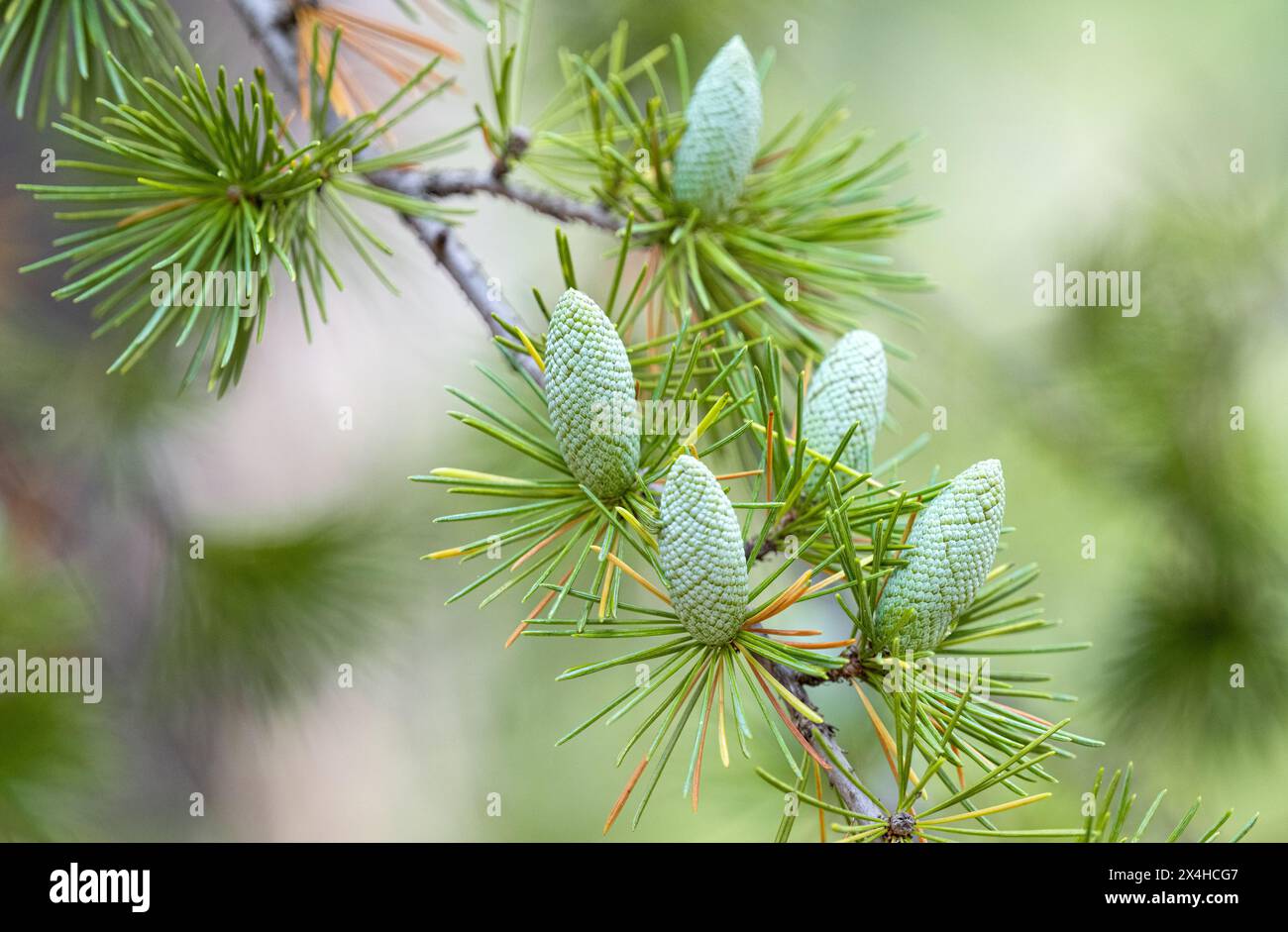 Himalayan cedar closeup with cones Stock Photo - Alamy