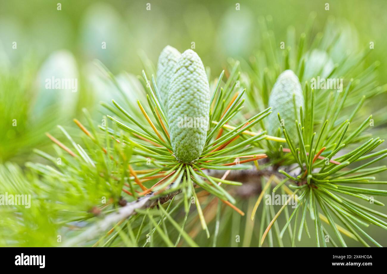 Himalayan cedar closeup with cones Stock Photo - Alamy