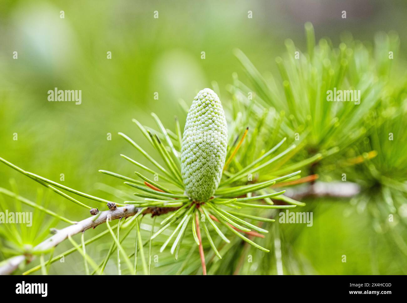 Himalayan cedar closeup with cones Stock Photo - Alamy