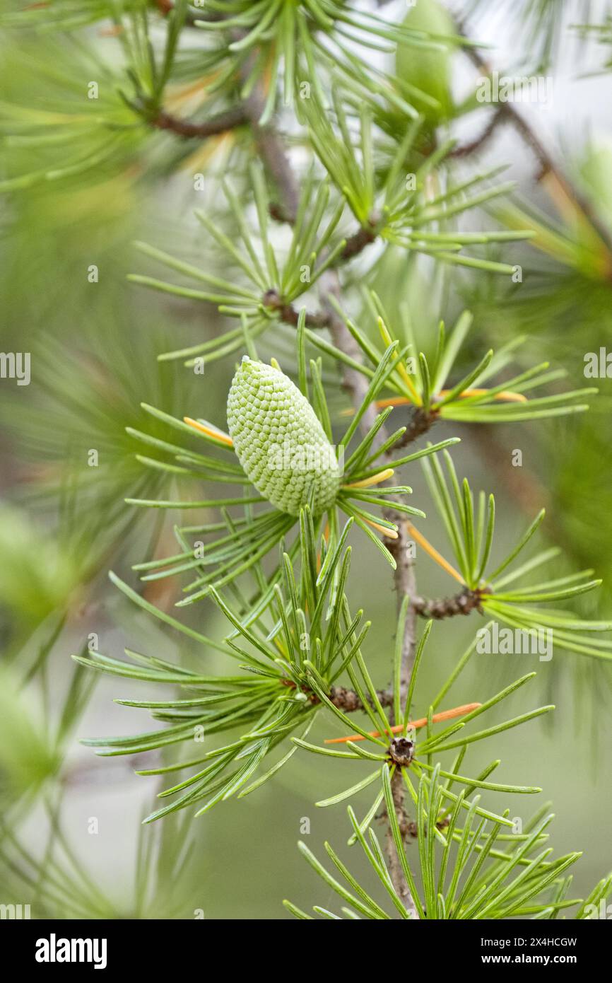 Himalayan cedar closeup with cones Stock Photo - Alamy