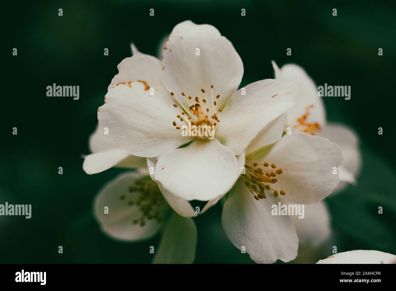 White jasmine flowers on a flowering shrub in spring garden. Small fragrant flower buds. Floral ...
