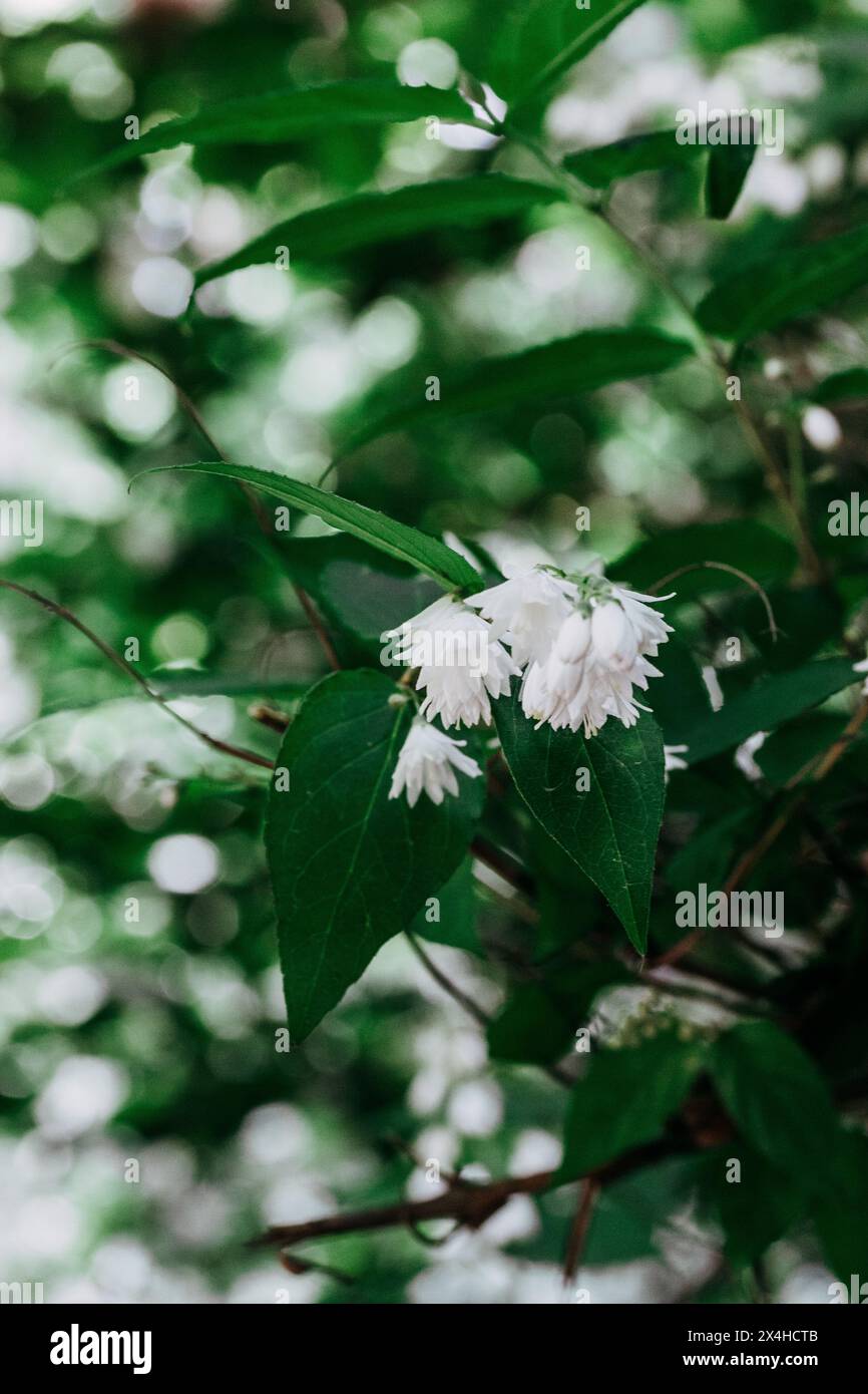 White jasmine flowers on a flowering shrub in spring garden. Small fragrant flower buds. Floral ...