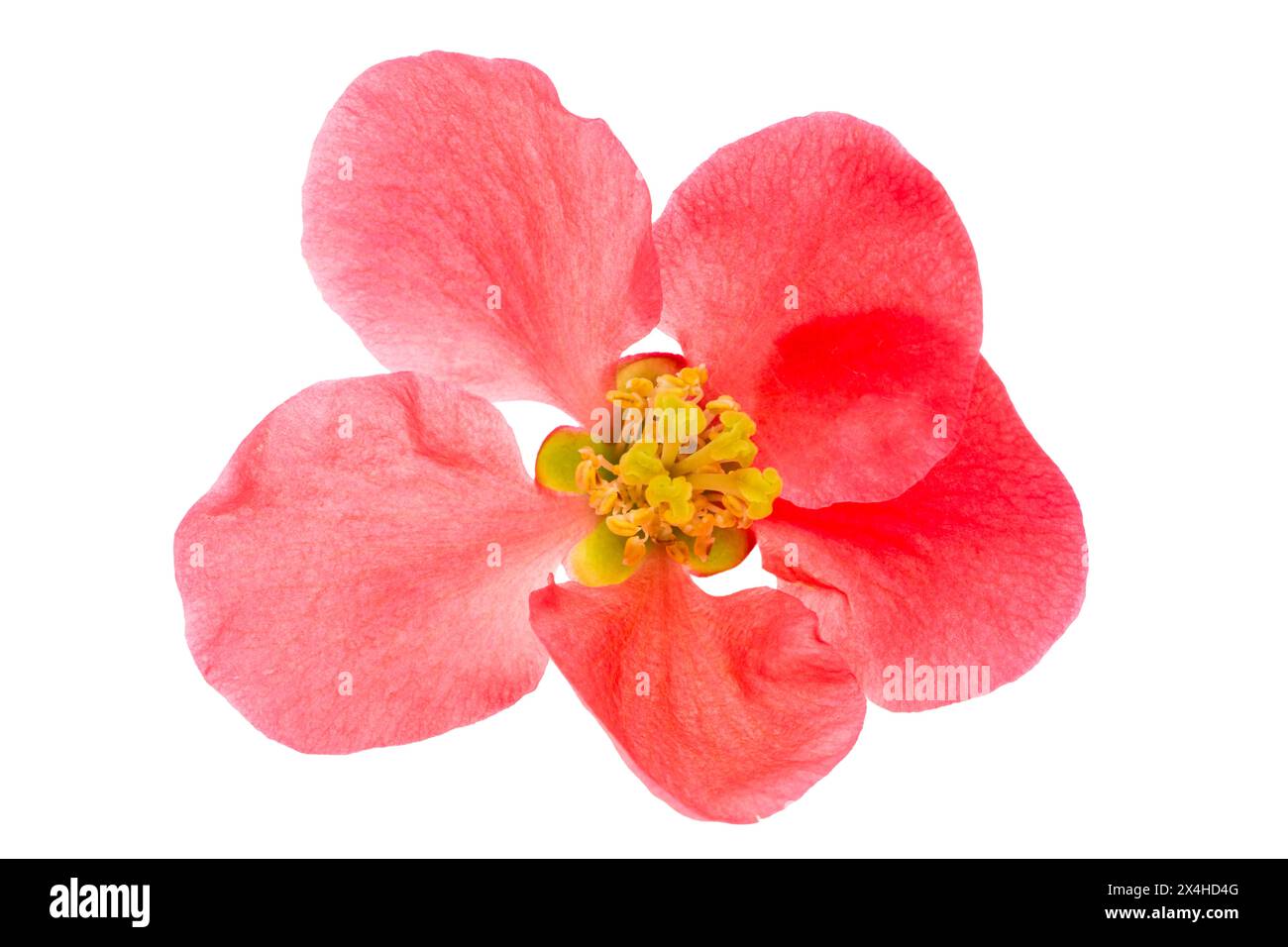 Chinese quince flowers isolated on white background Stock Photo - Alamy