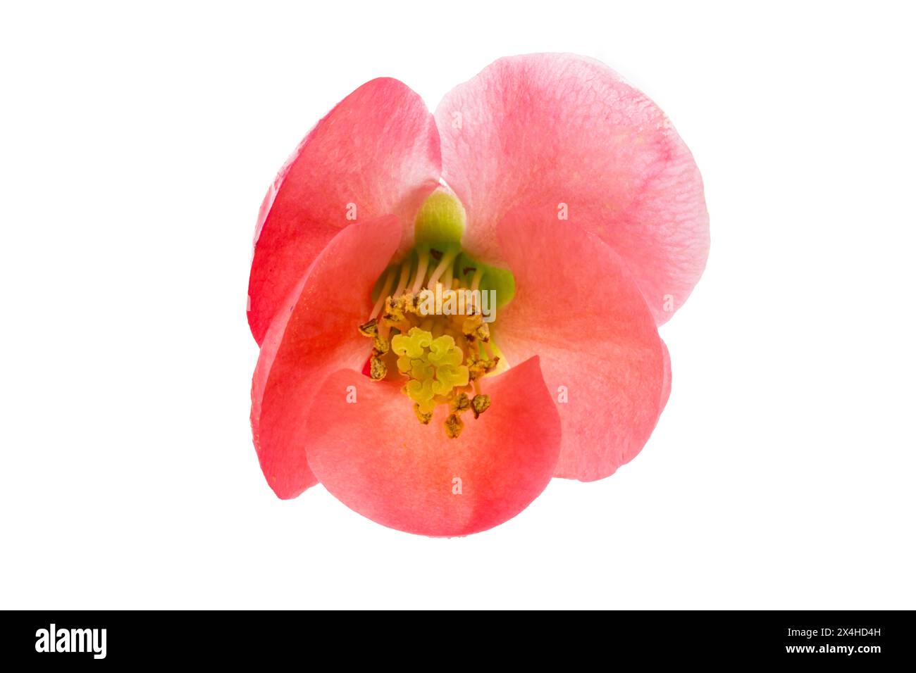 Chinese quince flowers isolated on white background Stock Photo - Alamy