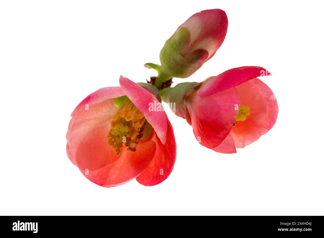 Chinese quince flowers isolated on white background Stock Photo - Alamy