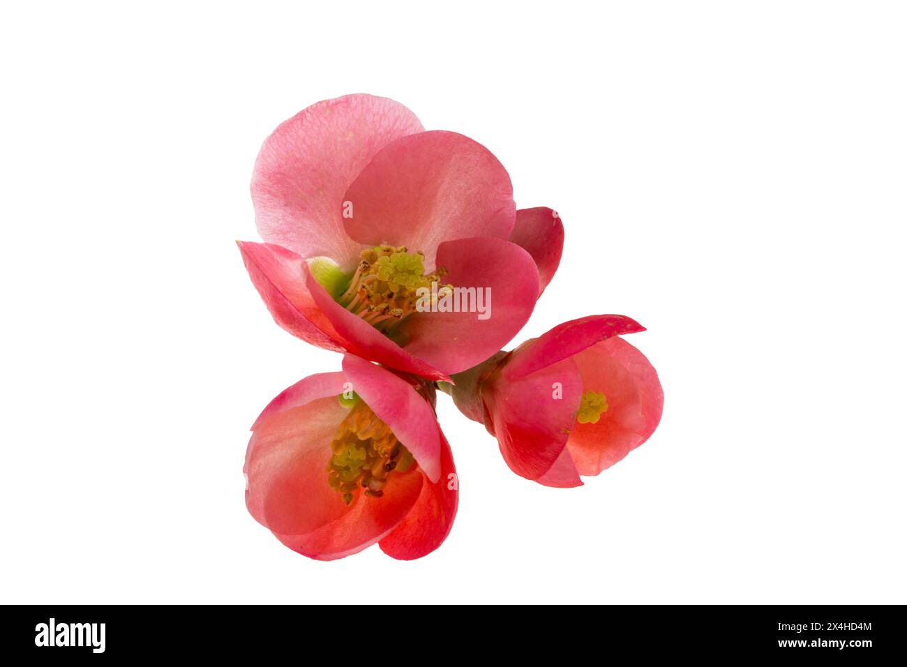Chinese quince flowers isolated on white background Stock Photo - Alamy