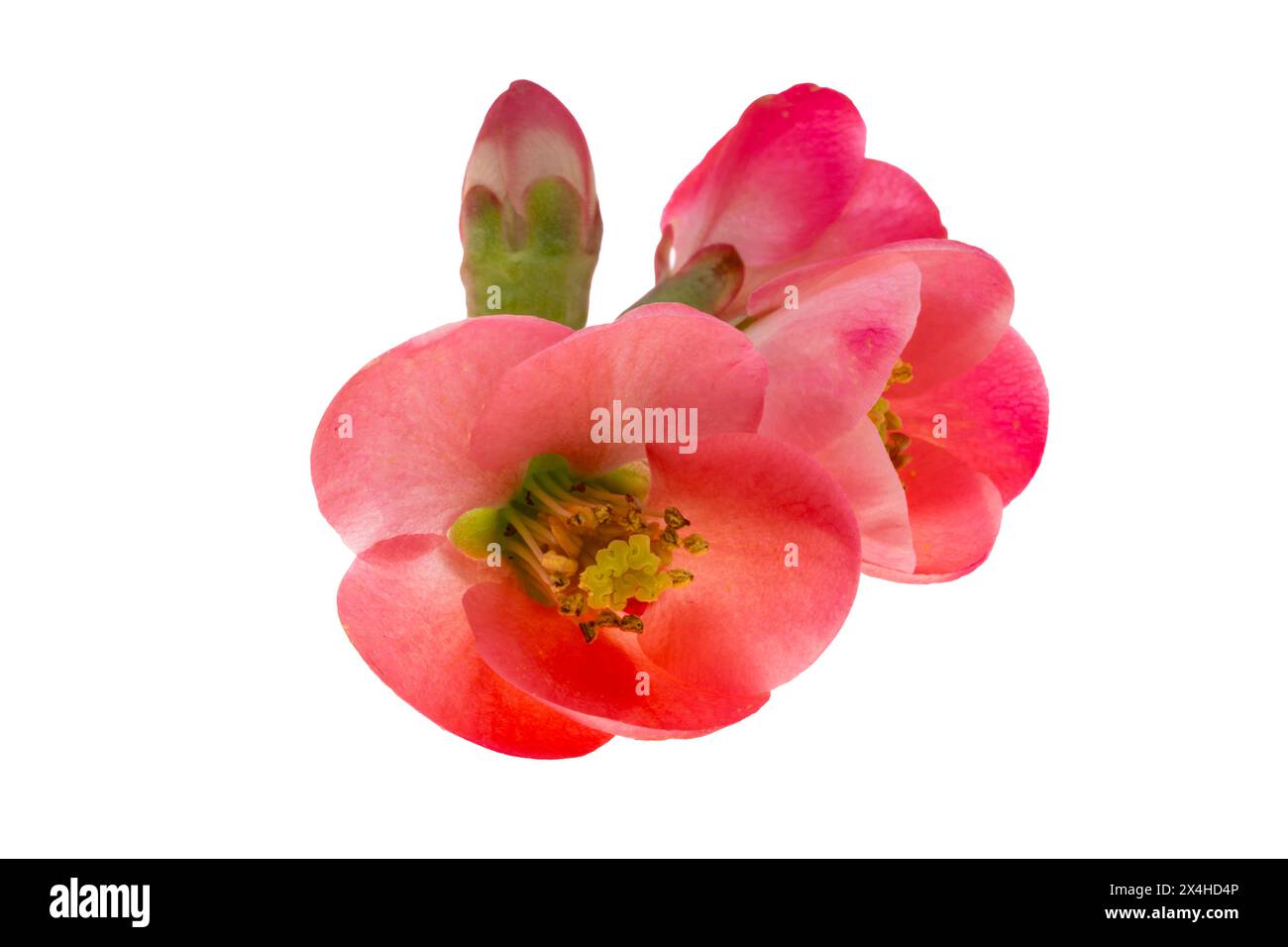 Chinese quince flowers isolated on white background Stock Photo - Alamy