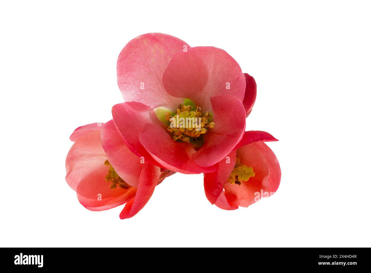 Chinese quince flowers isolated on white background Stock Photo - Alamy