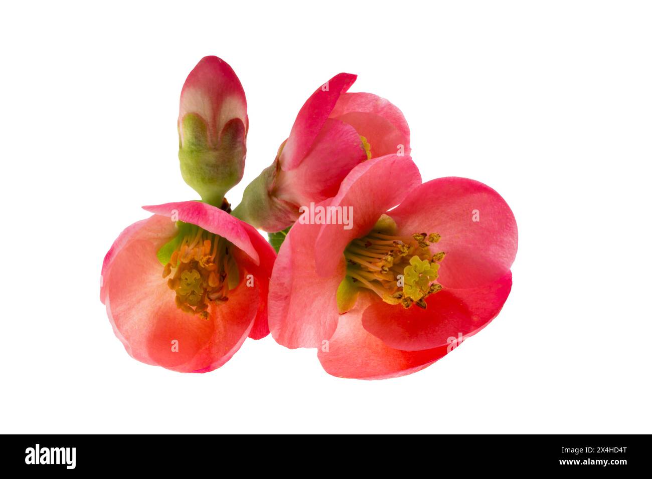 Chinese quince flowers isolated on white background Stock Photo - Alamy