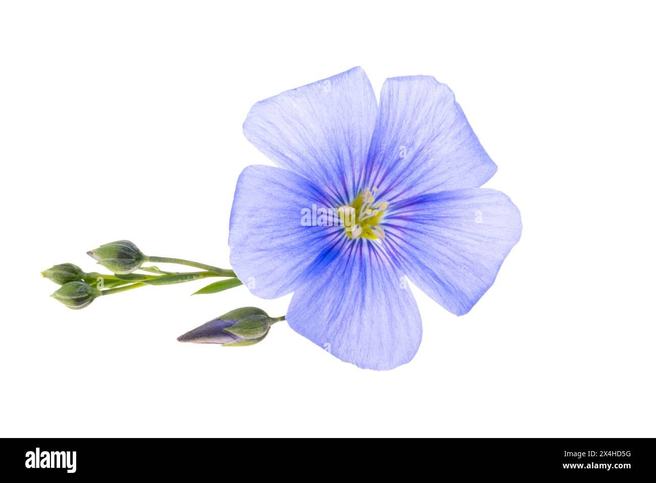 flax flowers isolated on white background Stock Photo - Alamy