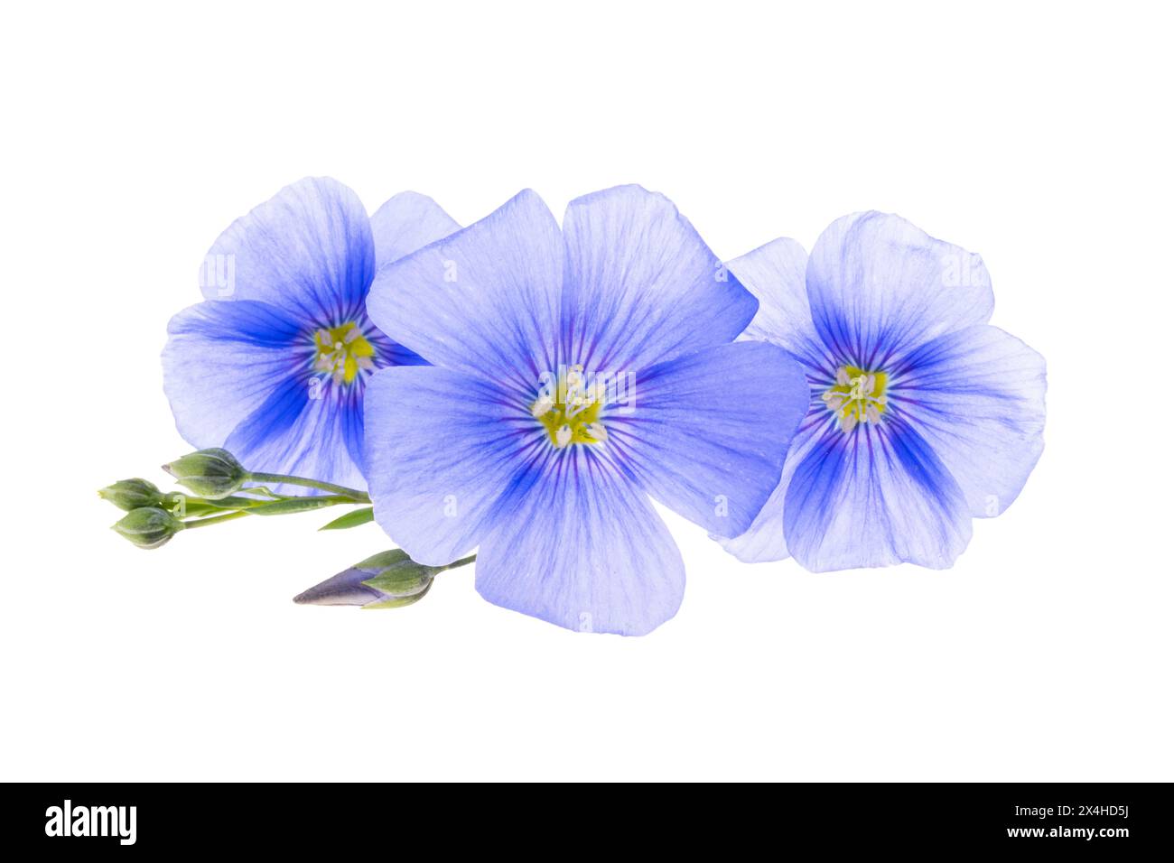 flax flowers isolated on white background Stock Photo - Alamy