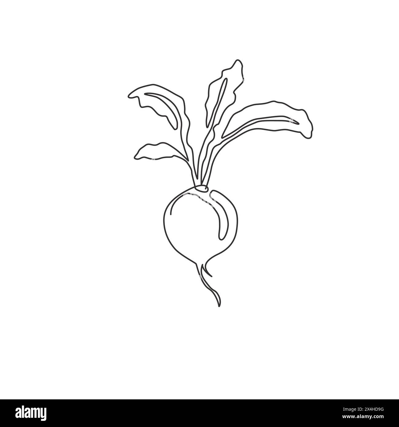 One single line drawing of whole healthy organic red radish for farm ...